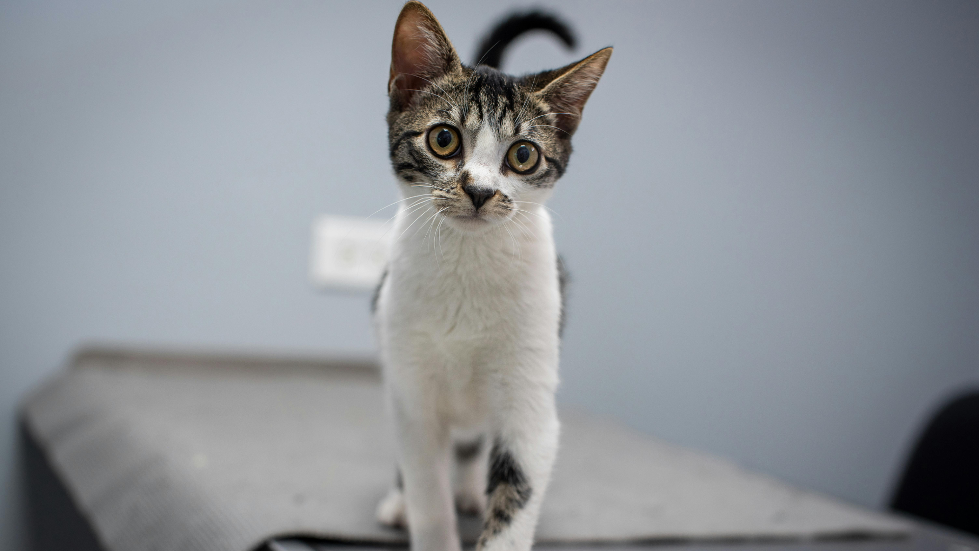Veterinary Appointment Elkin, NC | State Road Animal Hospital
